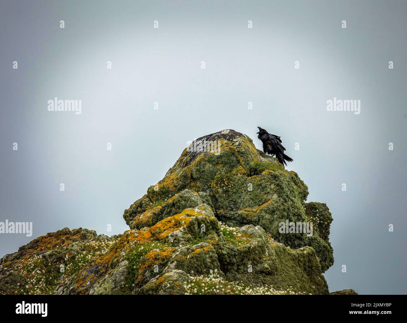 A Raven sitting on the cliff and calling on a clouded day Stock Photo ...