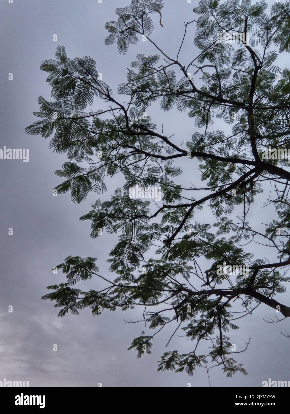 An impossible beauty of tree leaves Stock Photo - Alamy