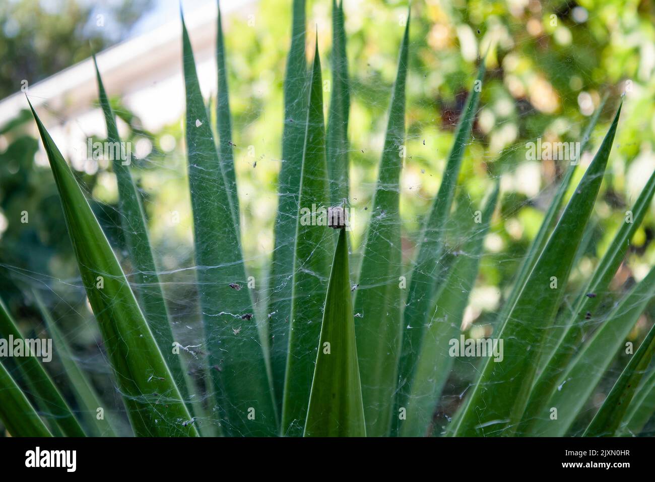 A spider's net on a bushy plant with prey caught in the web Stock Photo ...