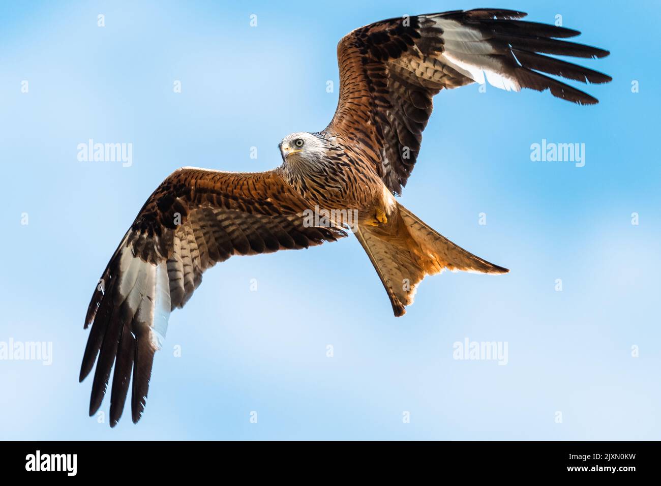 A Red Kite flying in blue sky Stock Photo - Alamy