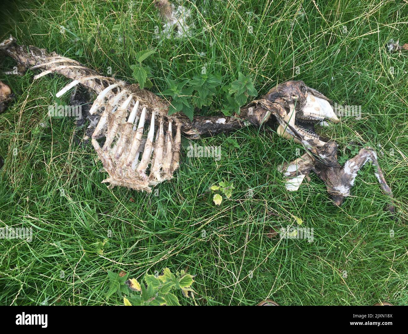 Eyeless mask hi-res stock photography and images - Alamy