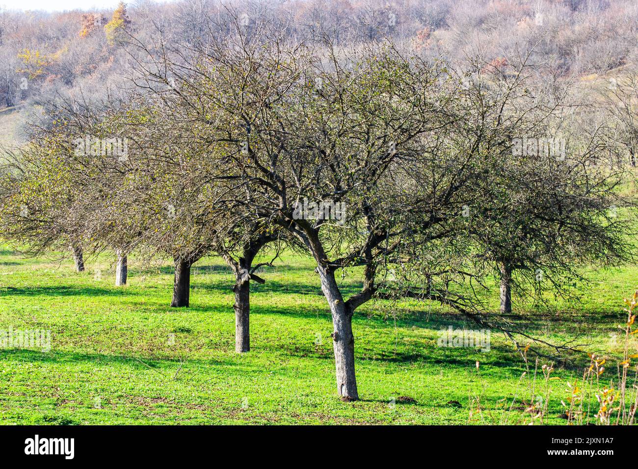 A orchard of fruit trees in early spring Stock Photo - Alamy
