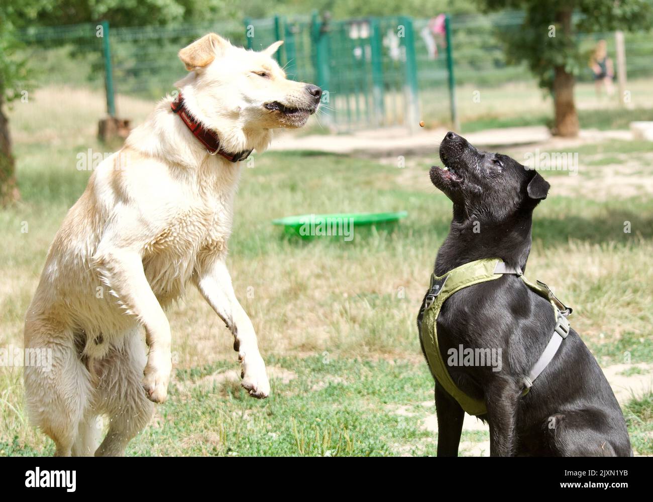 Happy black labs hi-res stock photography and images - Alamy
