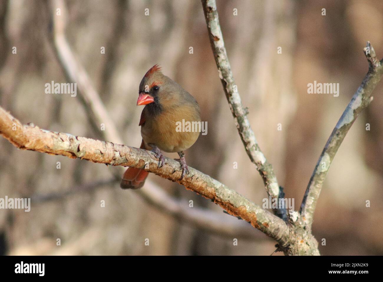 A closeup of a female northern cardinal, Cardinalis cardinalis Stock ...