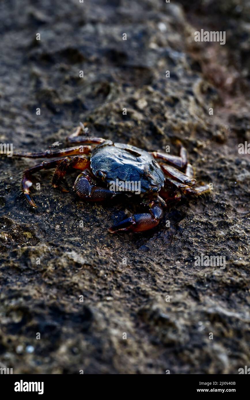 Common rock crab hi-res stock photography and images - Alamy