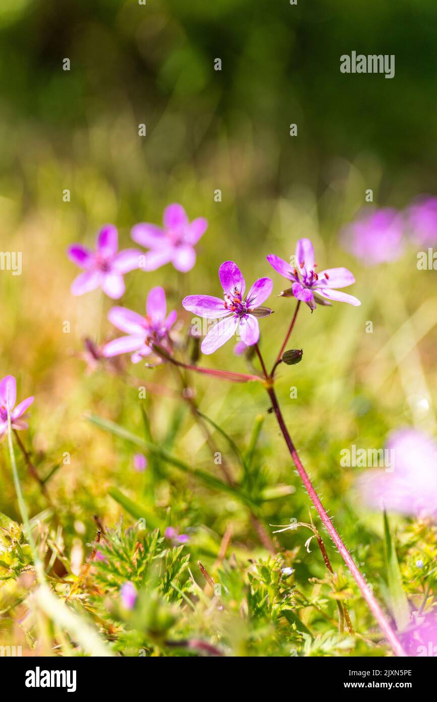 Storksbill field hi-res stock photography and images - Alamy