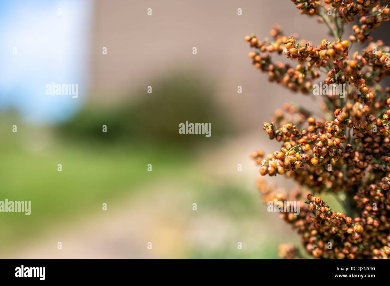 Sorghum seed head hi-res stock photography and images - Alamy