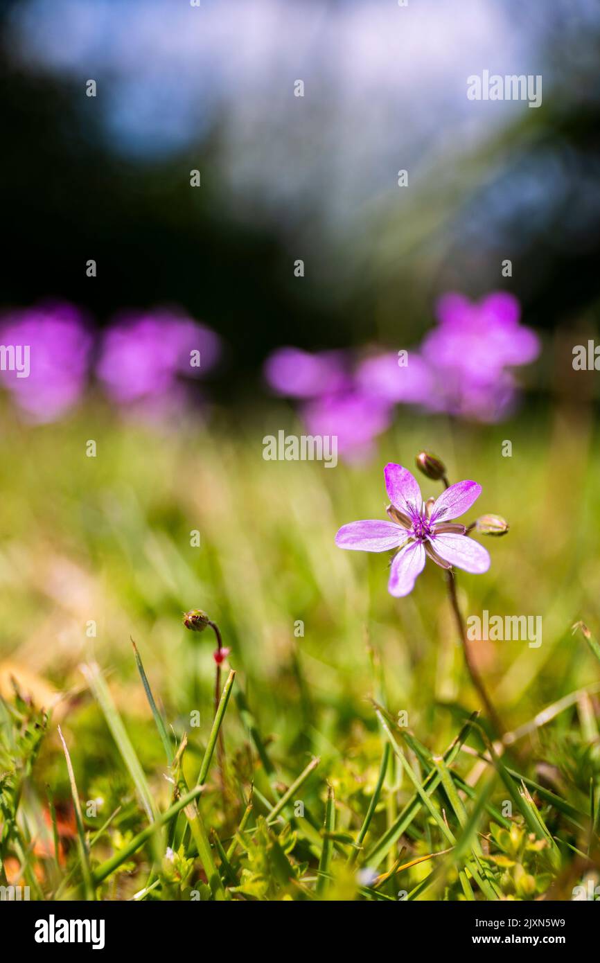 Storksbill field hi-res stock photography and images - Alamy