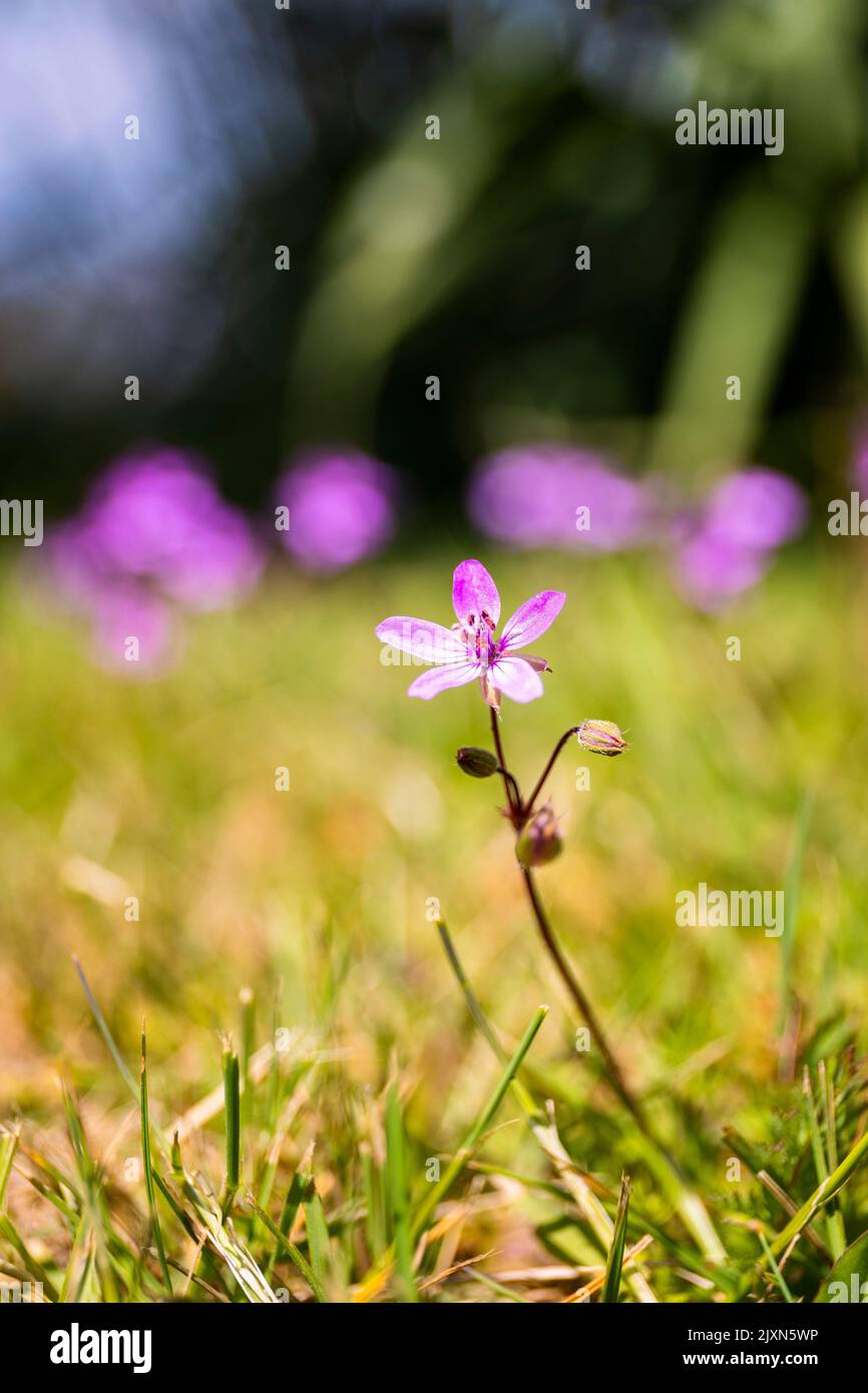 Storksbill field hi-res stock photography and images - Alamy