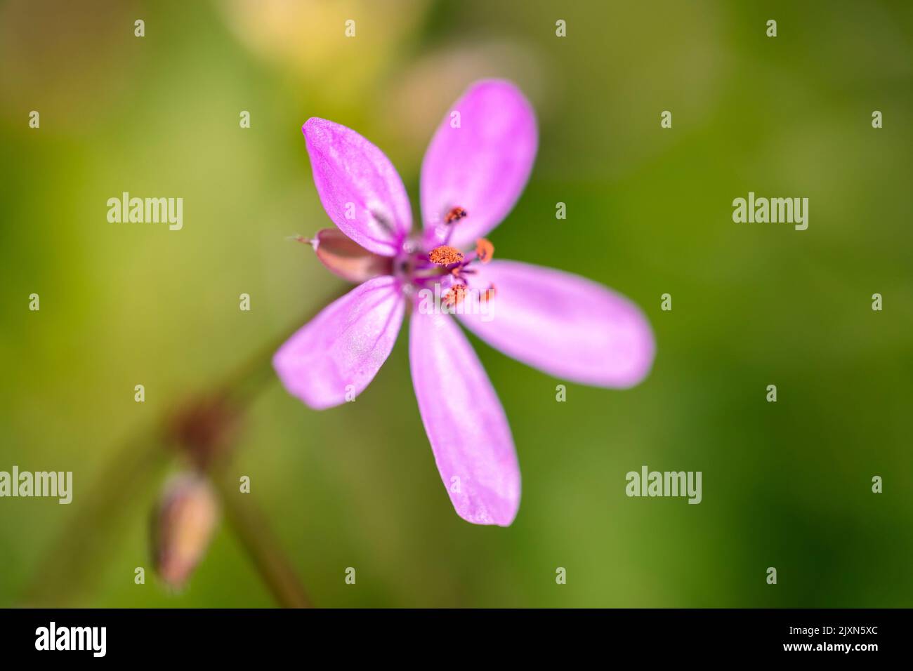 Storksbill field hi-res stock photography and images - Alamy
