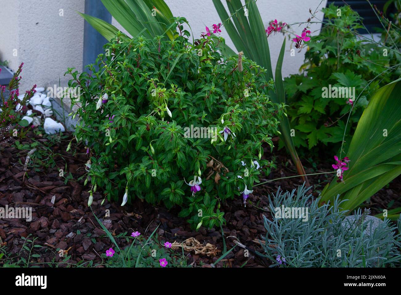 Fuchsia blue Sarah, after first three months of planting. Small shrub ...