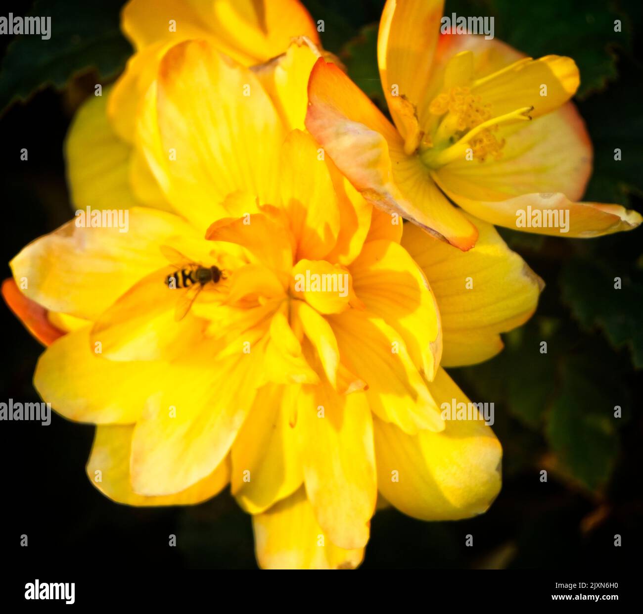 Calgary bee hi-res stock photography and images - Alamy