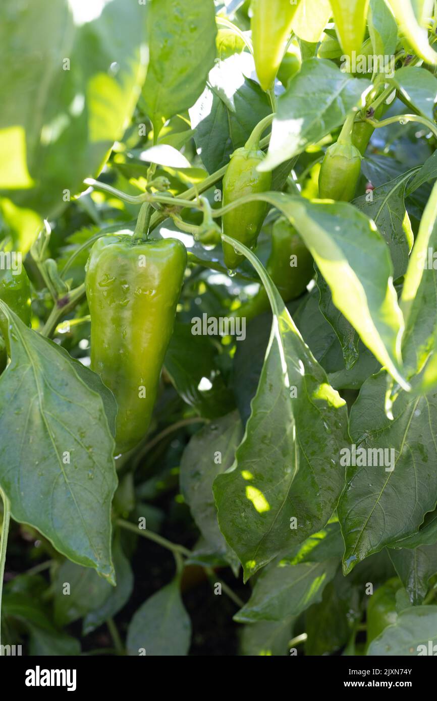 Cornito rosso hi-res stock photography and images - Alamy