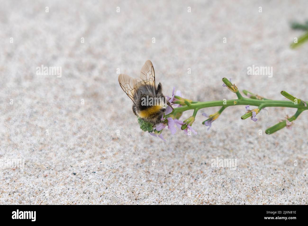 A close-up shot of a bee sitting on a Cakile maritima bush on a beach ...