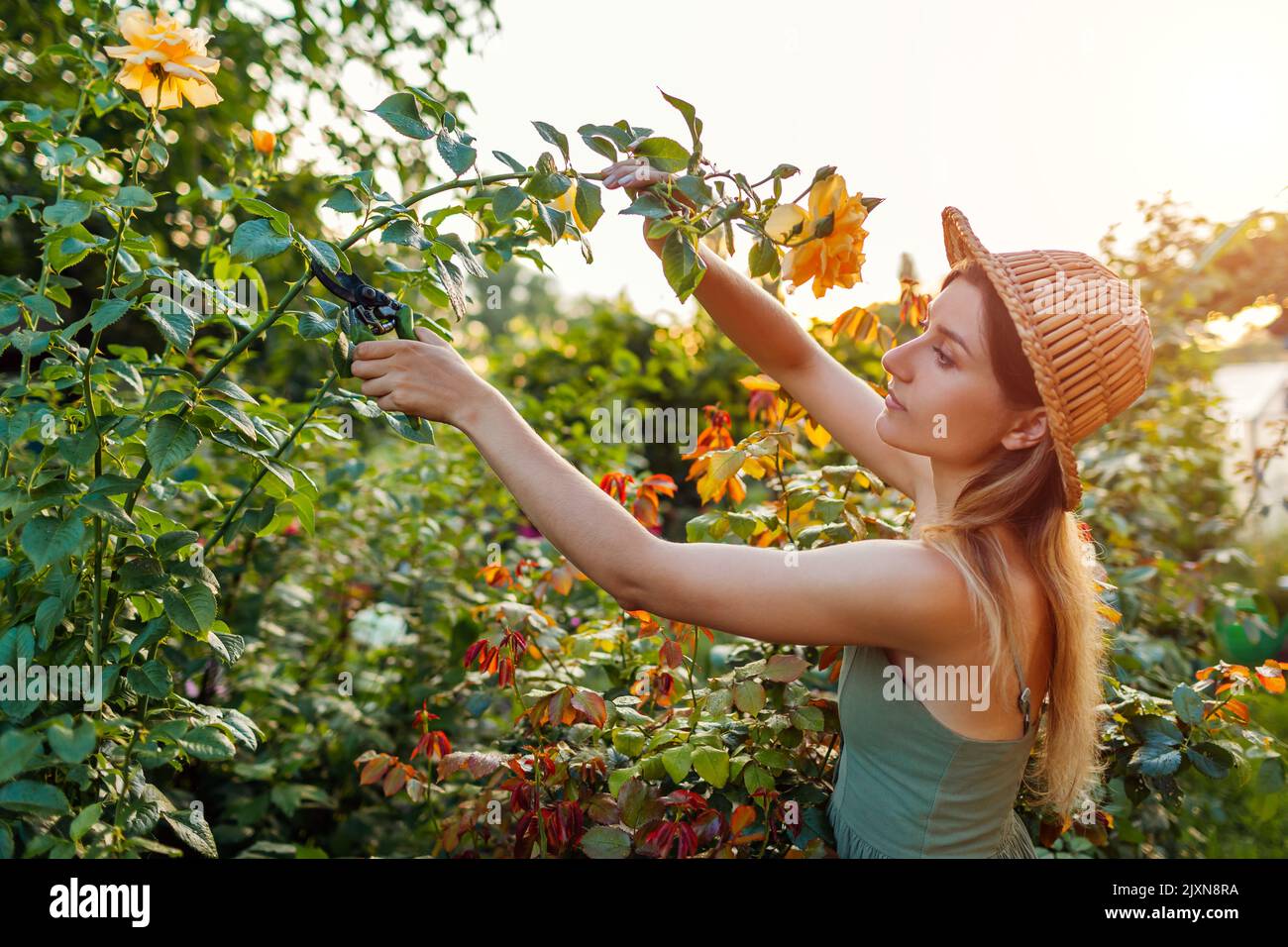 Gardener cutting stem of yellow rose using pruner in summer garden at ...