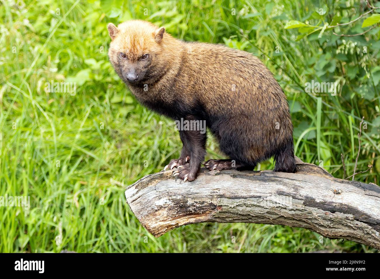 A baby bush dog standing on a tree branch and looking down with leaves ...