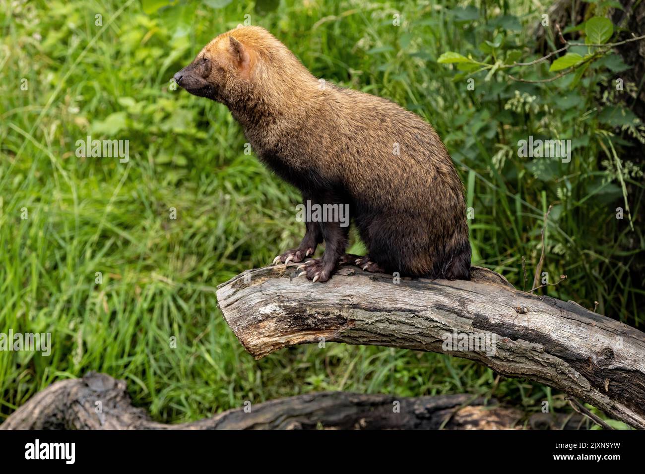 A baby bush dog standing on a tree branch and looking side with leaves ...