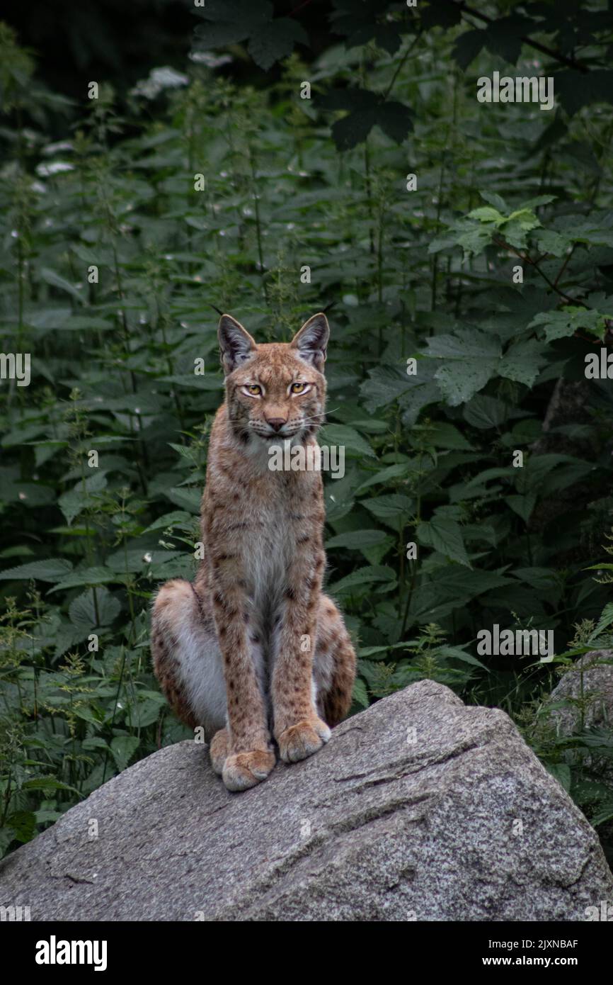 Lynx lynx lynx sitting on rock in forest hi-res stock photography and ...