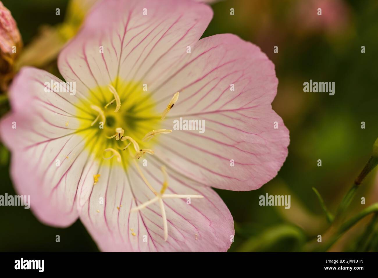 A soft focus of a pink evening primrose blooming at a graden Stock ...