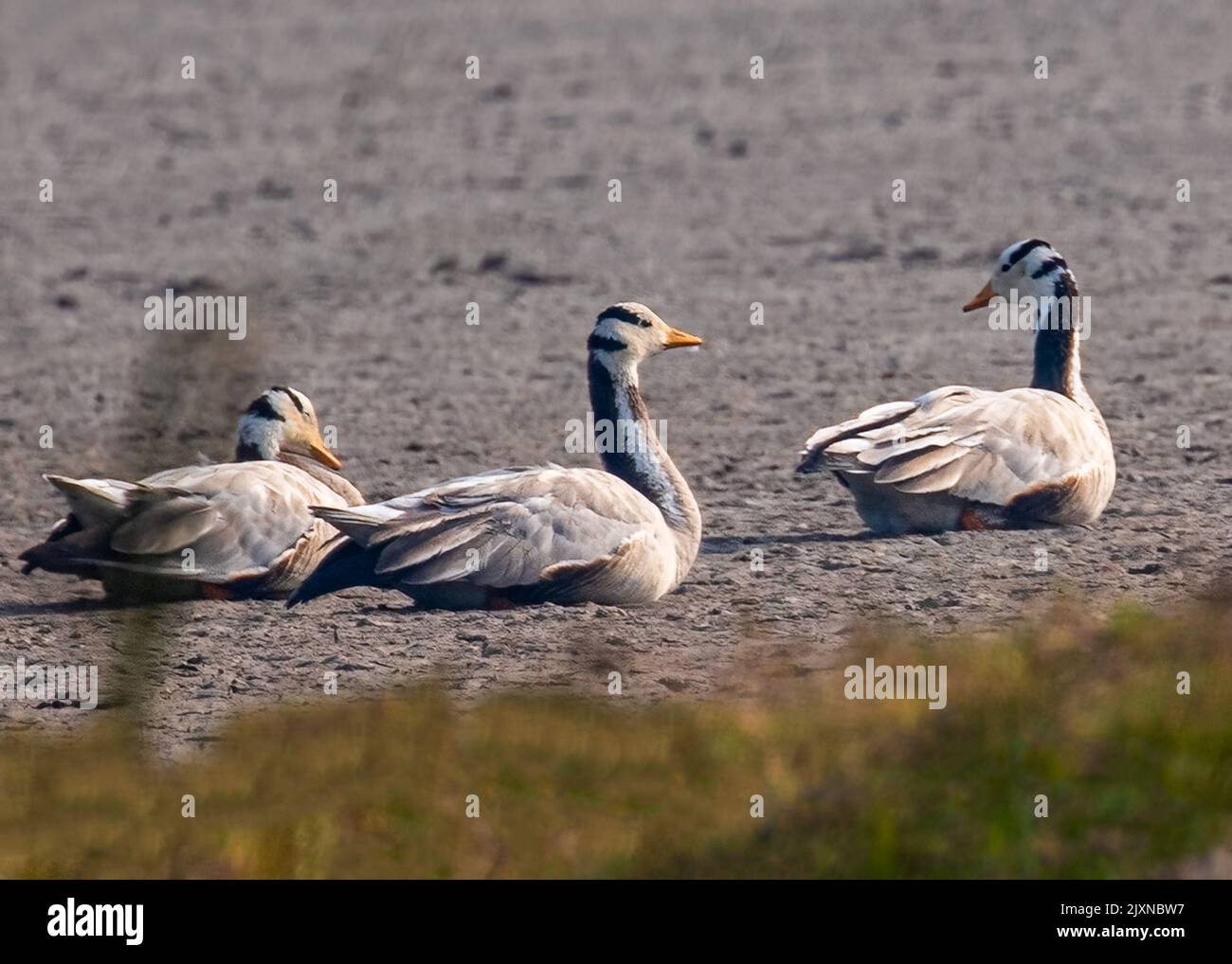 Three bar headed geese sitting and basking on the ground Stock Photo ...