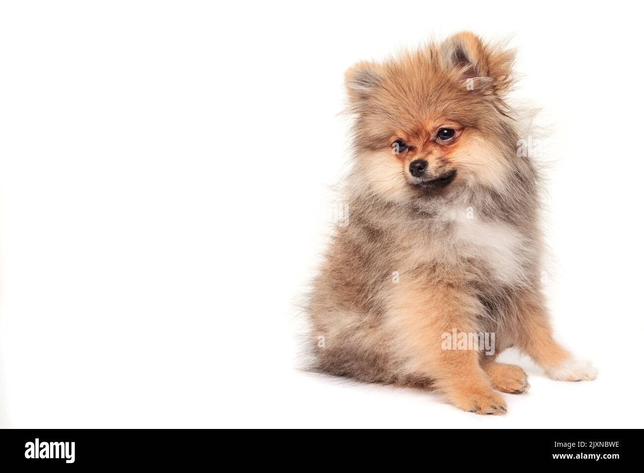 German spitz dog hi-res stock photography and images - Alamy