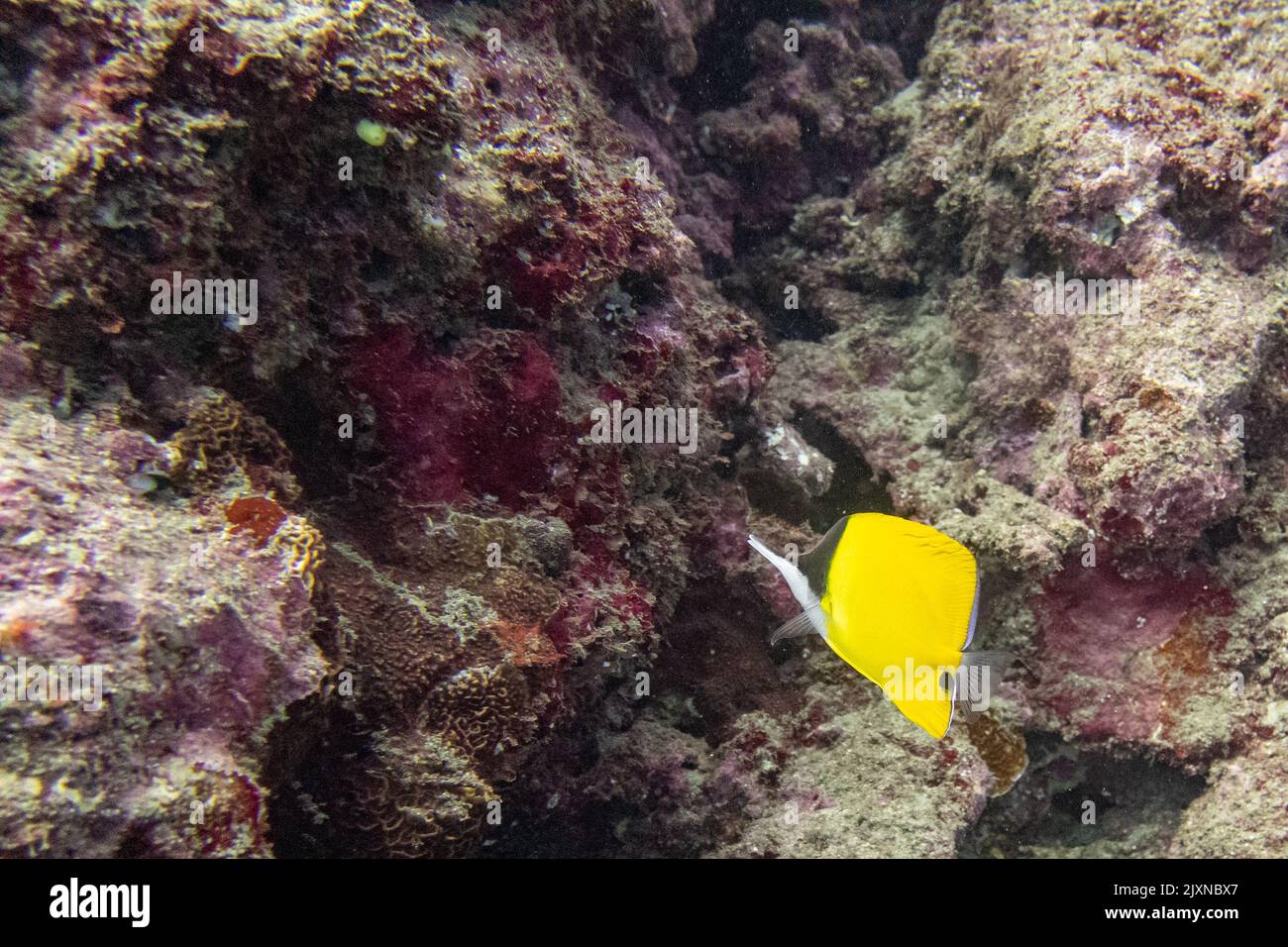 A yellow longnose butterflyfish in the water Stock Photo - Alamy