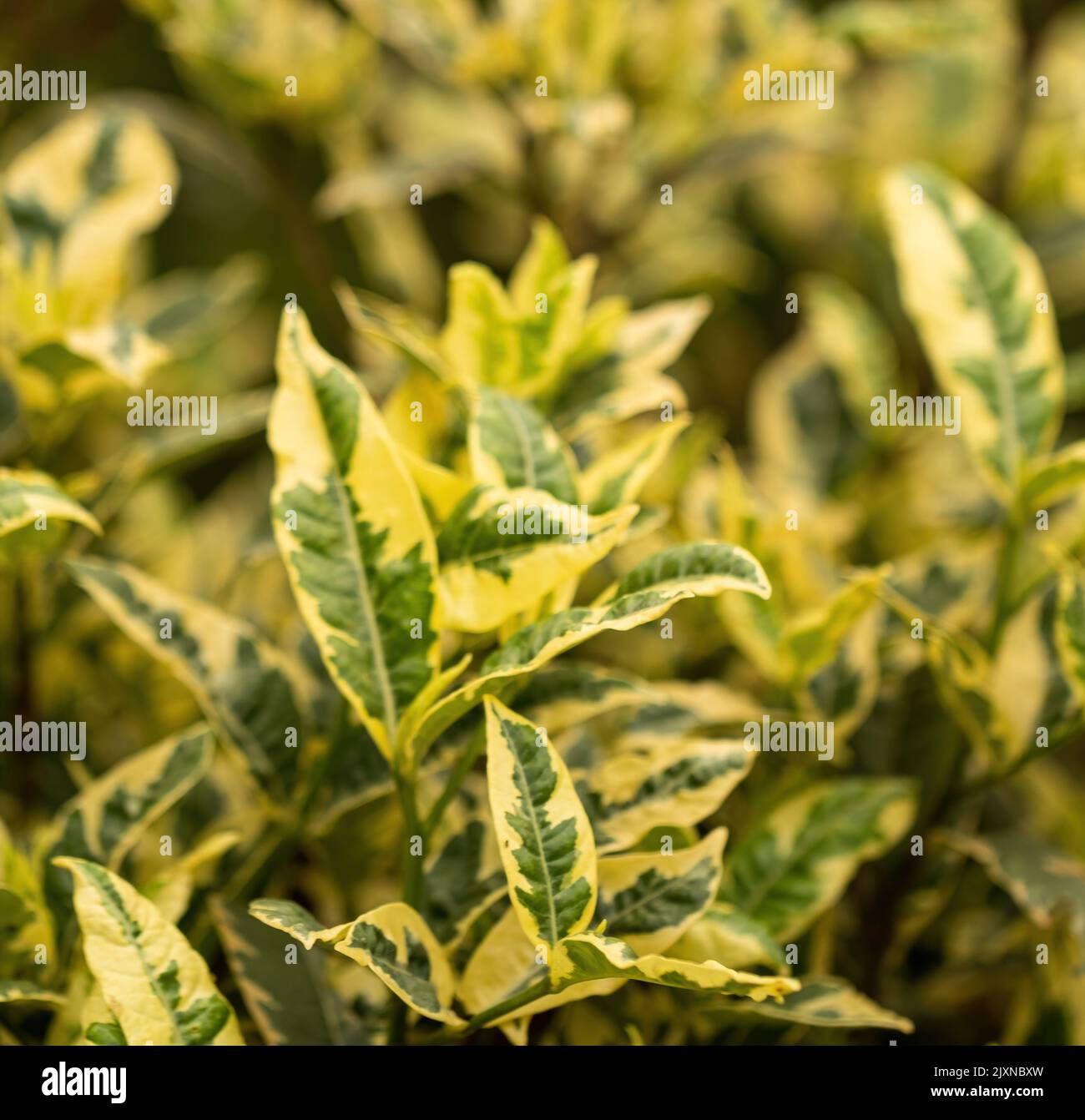 A soft focus of bi-colored yellow and green croton at a garden Stock ...