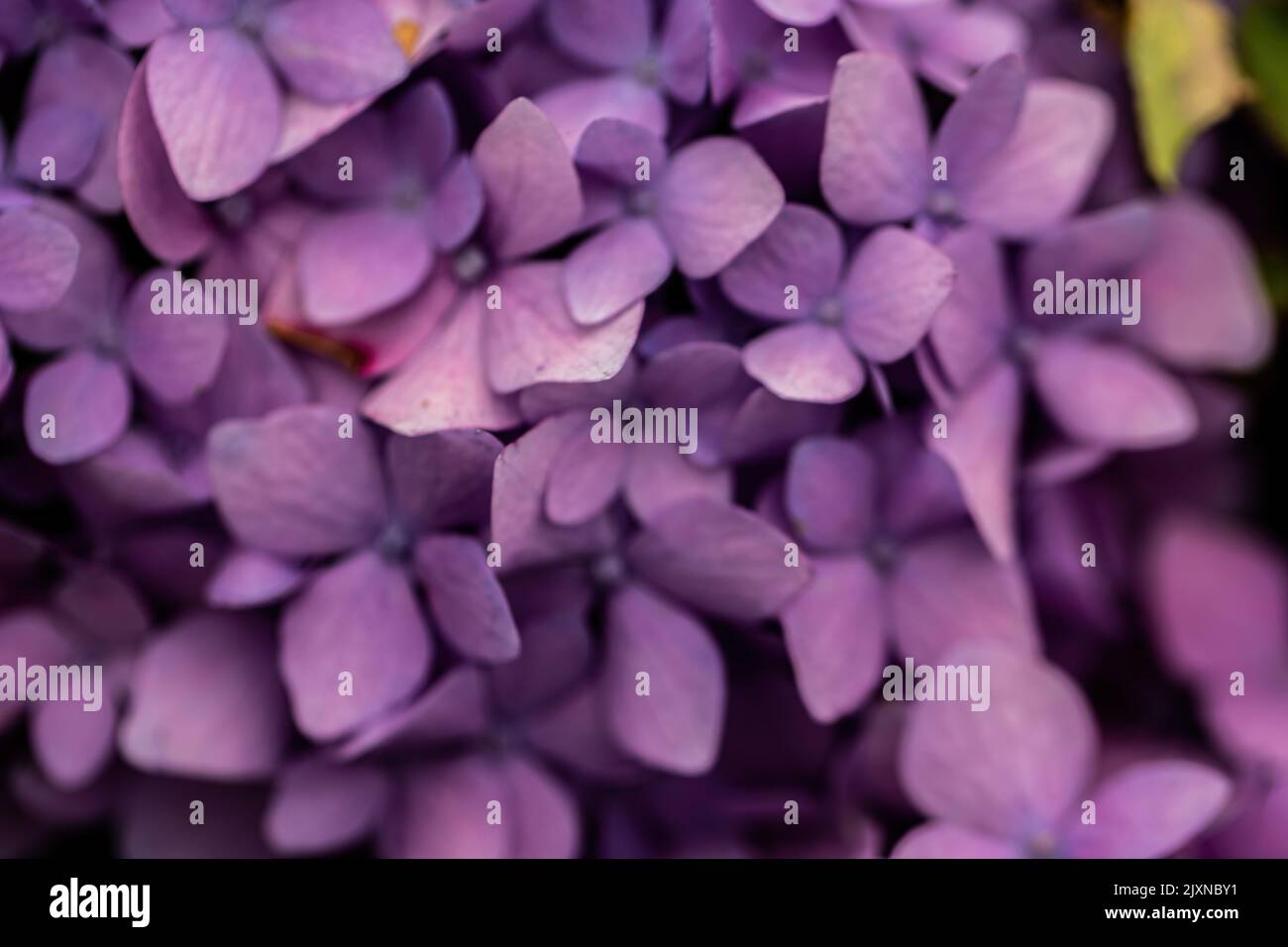 A closeup of purple hydrangea flowers blooming at a garden Stock Photo ...