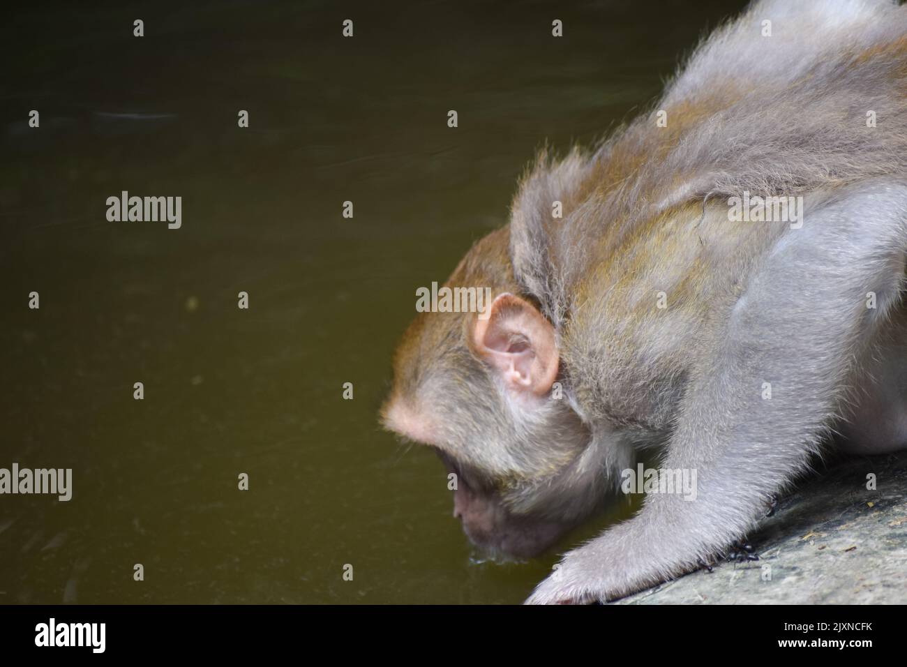 Monkey drinking water from pond in zoo Stock Photo - Alamy
