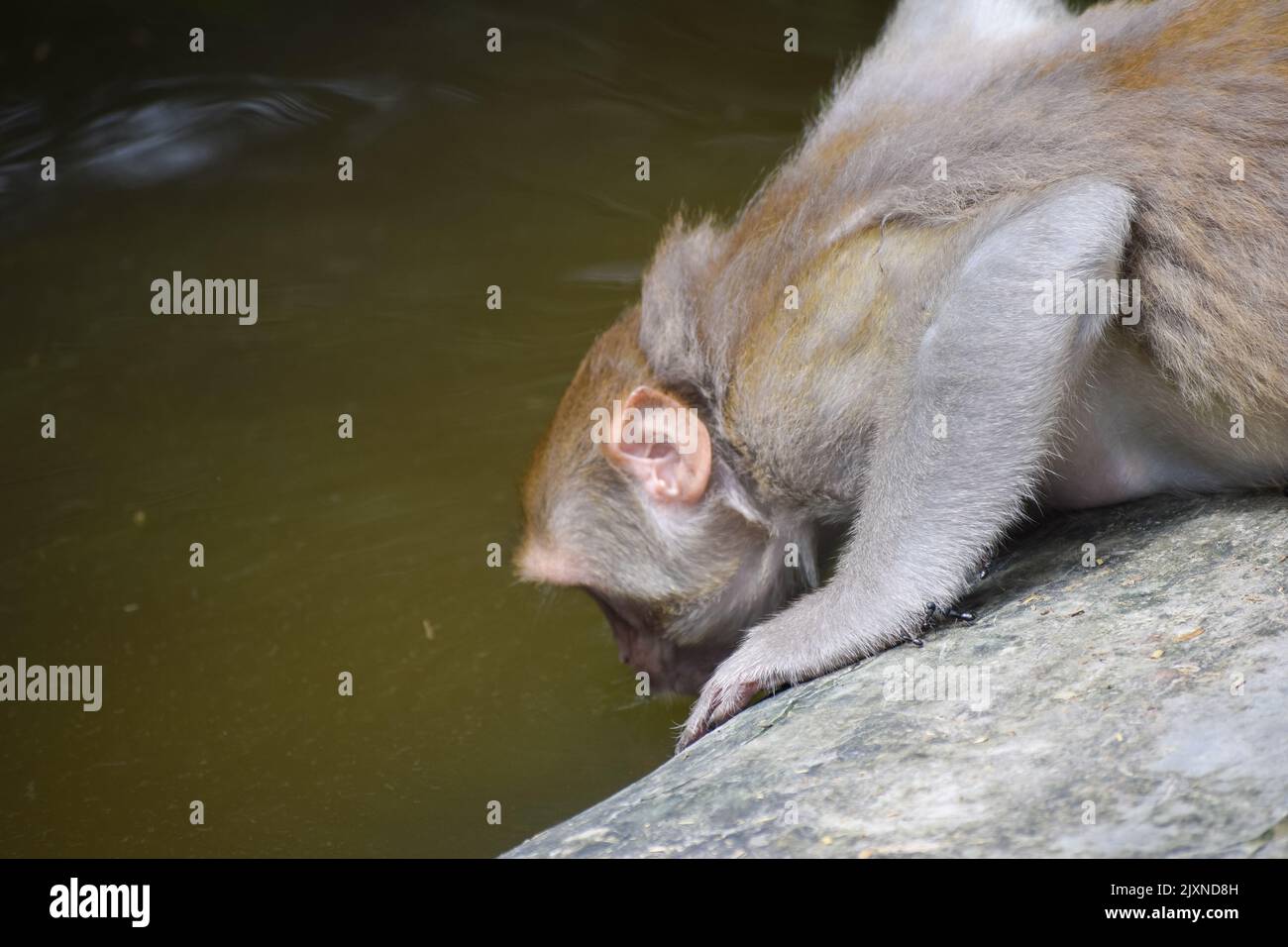 Monkey drinking water from pond in zoo Stock Photo - Alamy