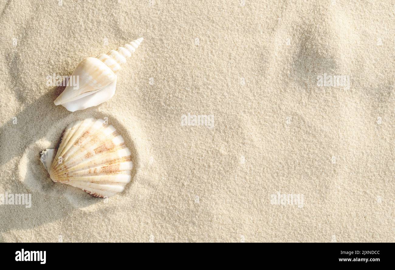 Tropical summer background with white clean sand, shells at the beach ...
