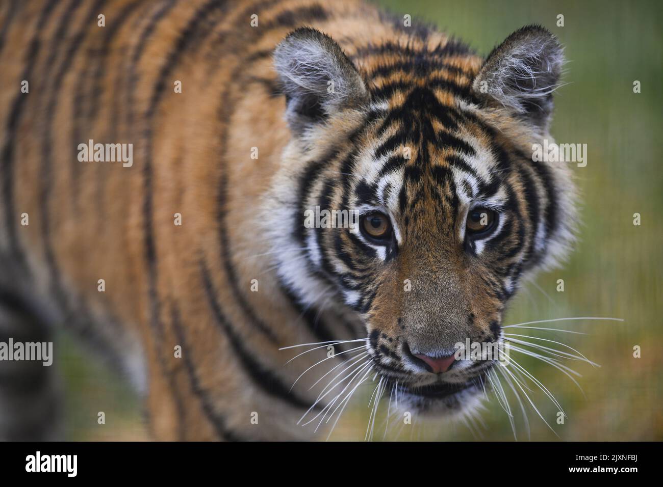 Tiger cubs Melati and Mya play in their new enclosure at the National ...