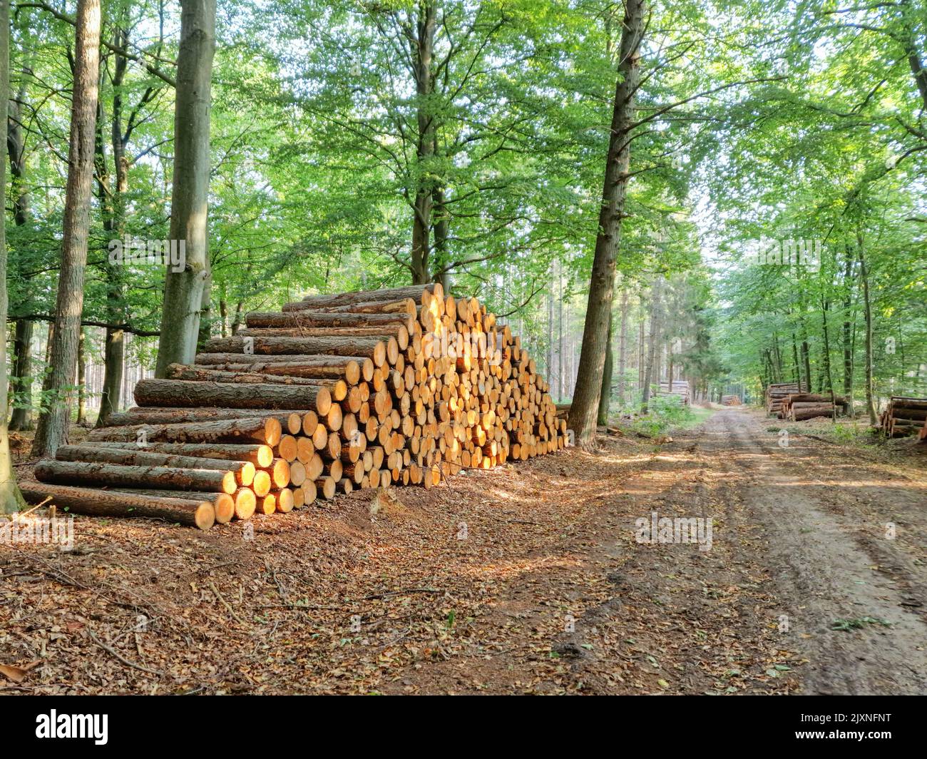 Forest landscape with stacked coniferous tree trunks from sustainably ...