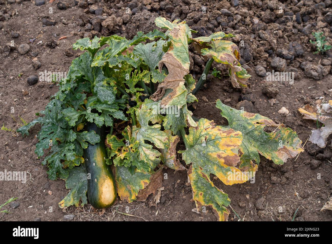 Marrow pipe hi-res stock photography and images - Alamy