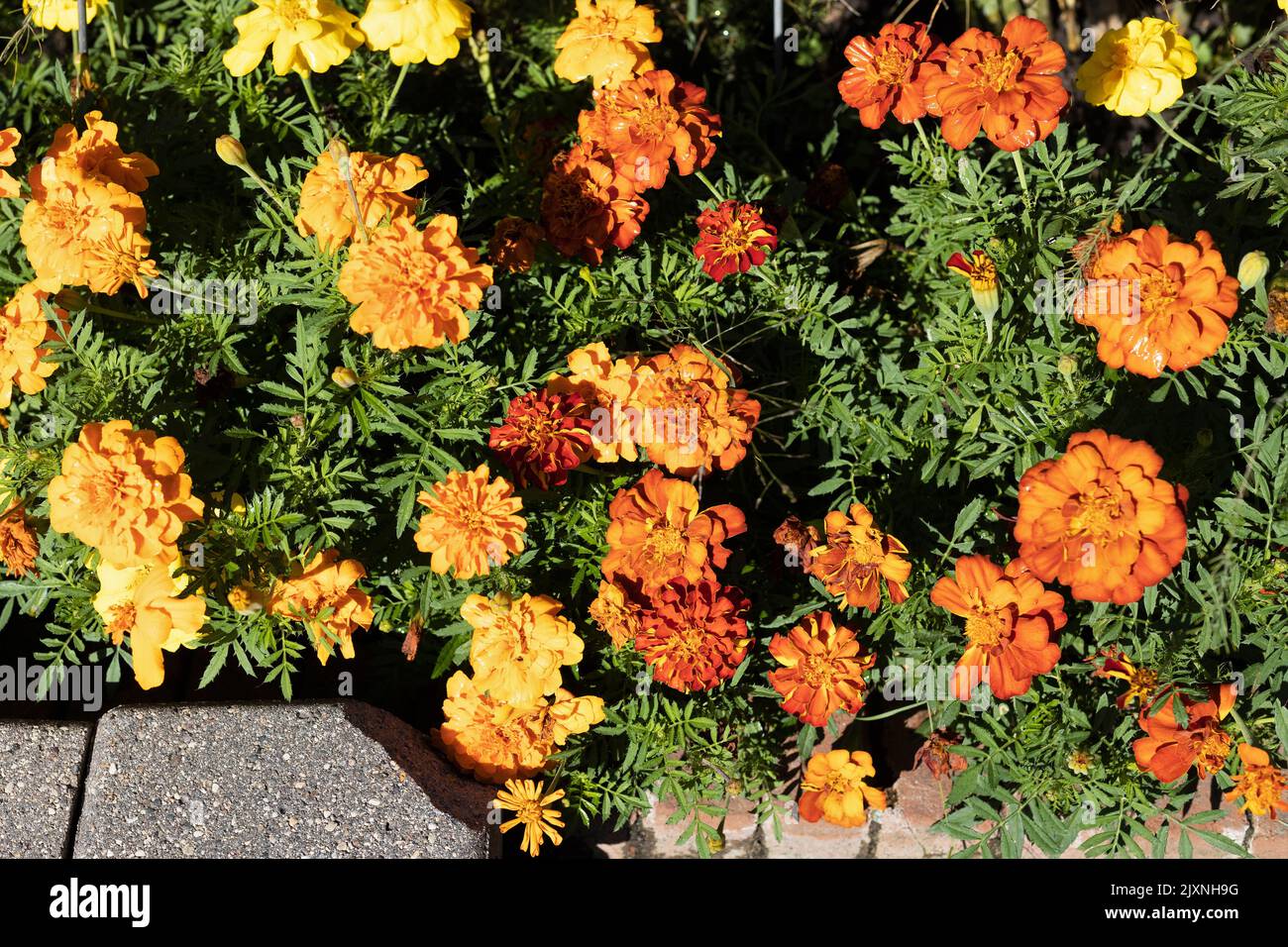 Marigold french durango hi-res stock photography and images - Alamy