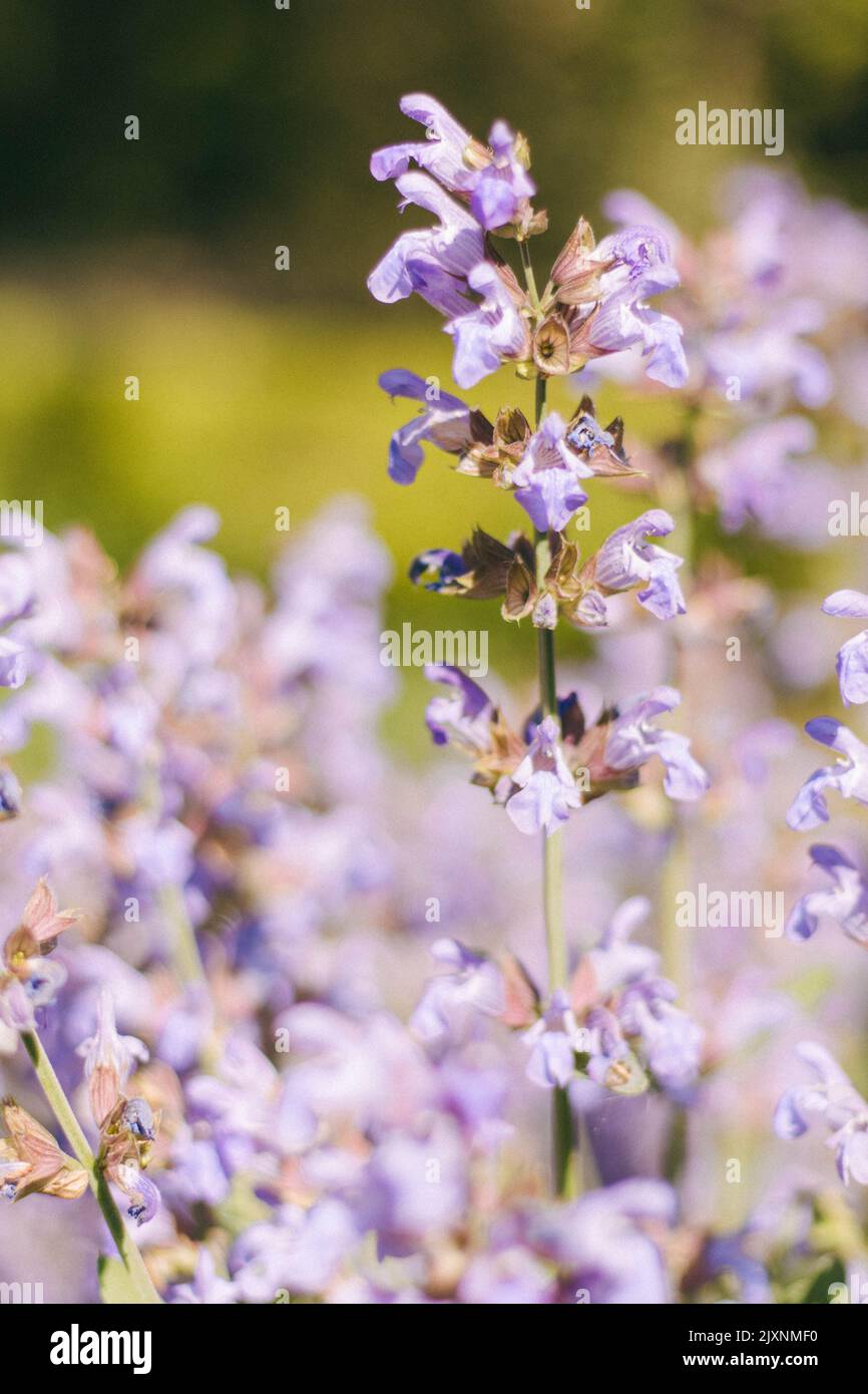 A vertical of a purple common sage plant in the field Stock Photo - Alamy