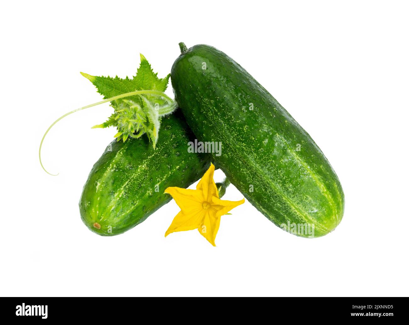 Fresh green cucumber with leaf and flower isolated on white background ...