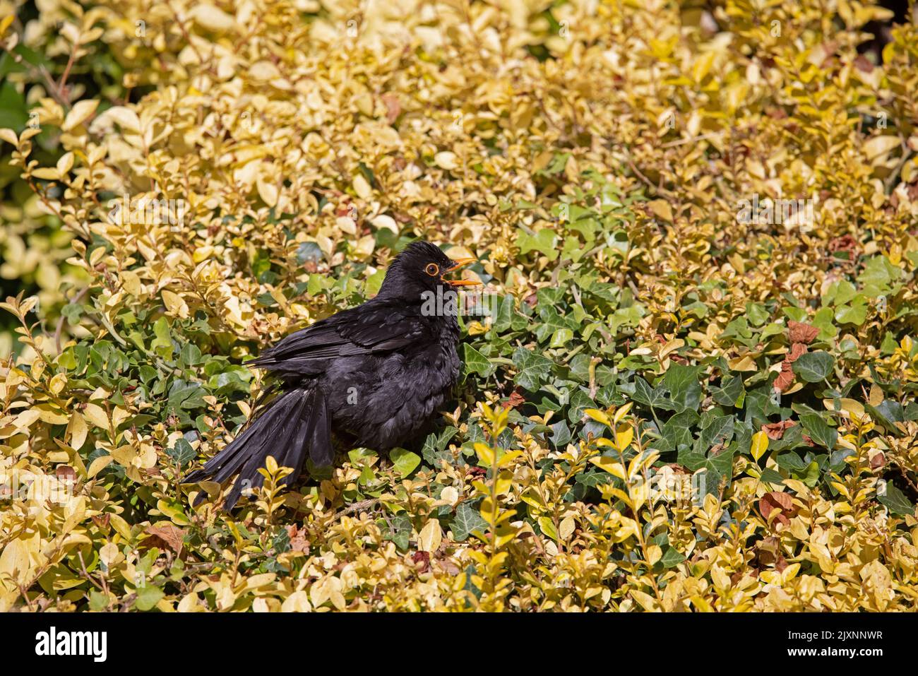 Sunbathing blackbird hi-res stock photography and images - Alamy