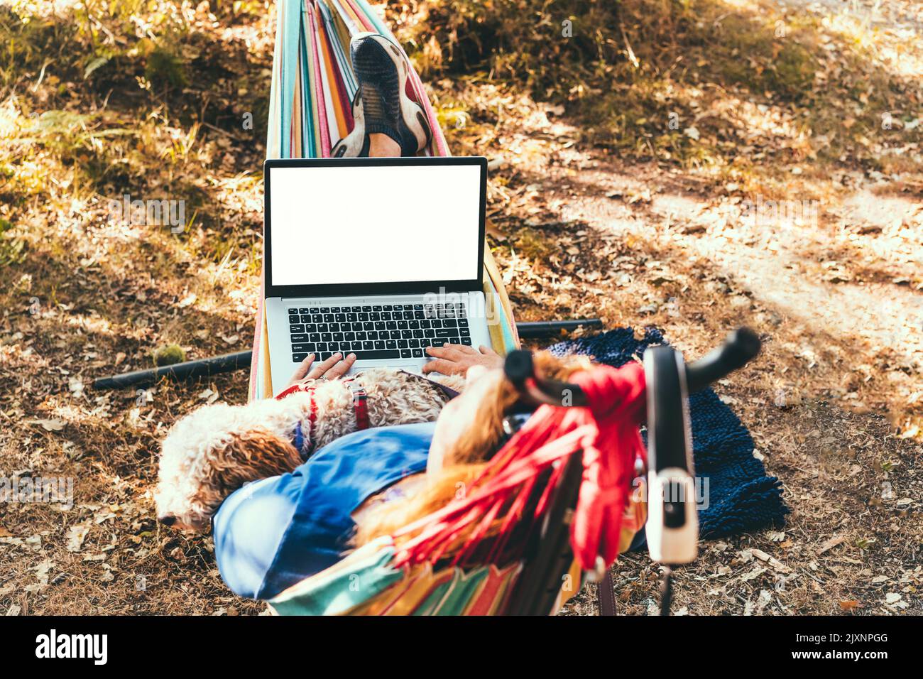 Back view woman working on laptop while lying in hammock, with her ...