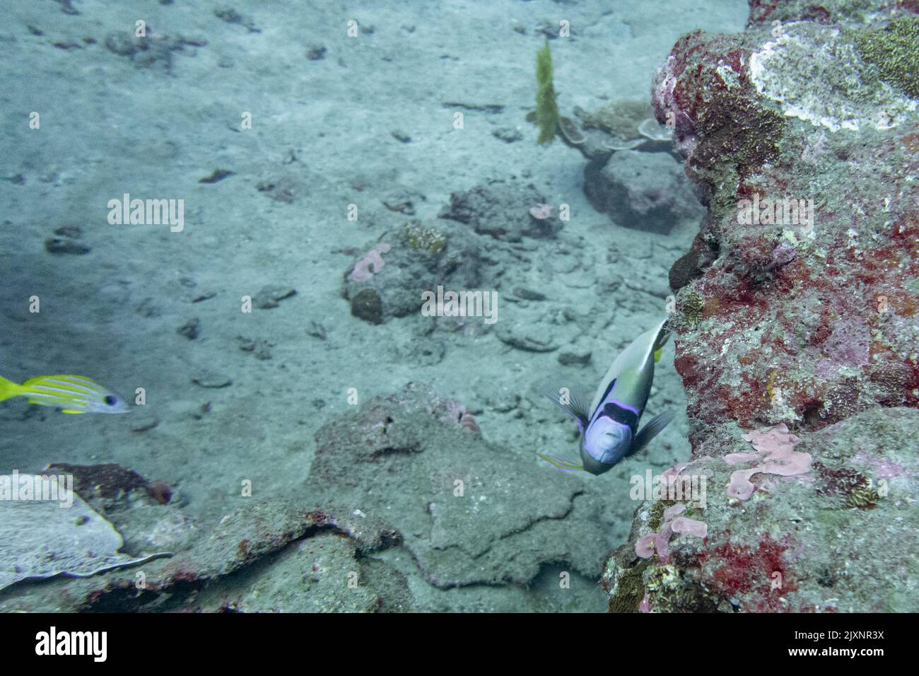 The tropical fish swimming in the ocean in Tahiti Stock Photo - Alamy