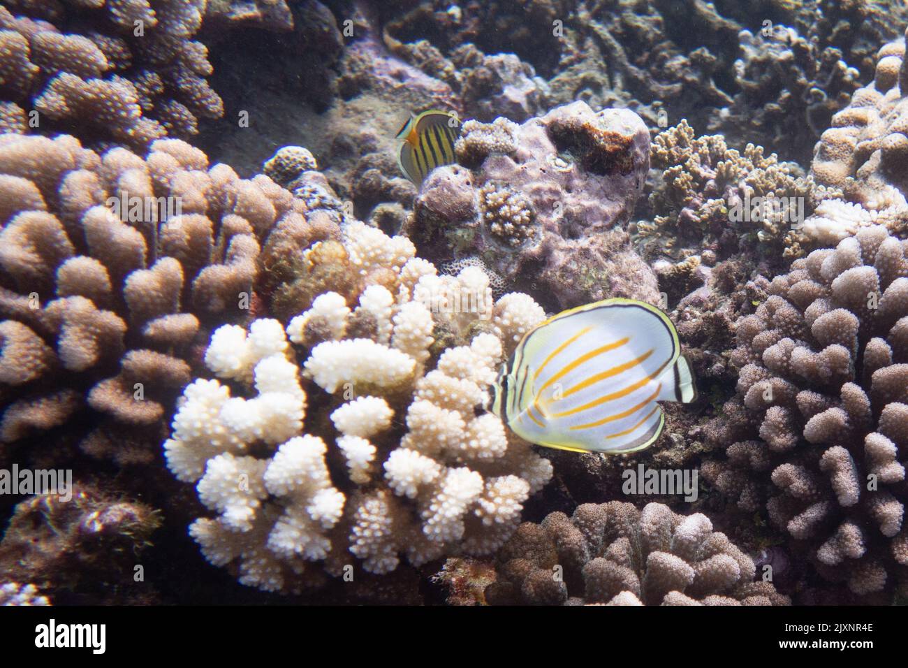 The exotic fish swimming over the coral reefs in Tahiti Stock Photo - Alamy