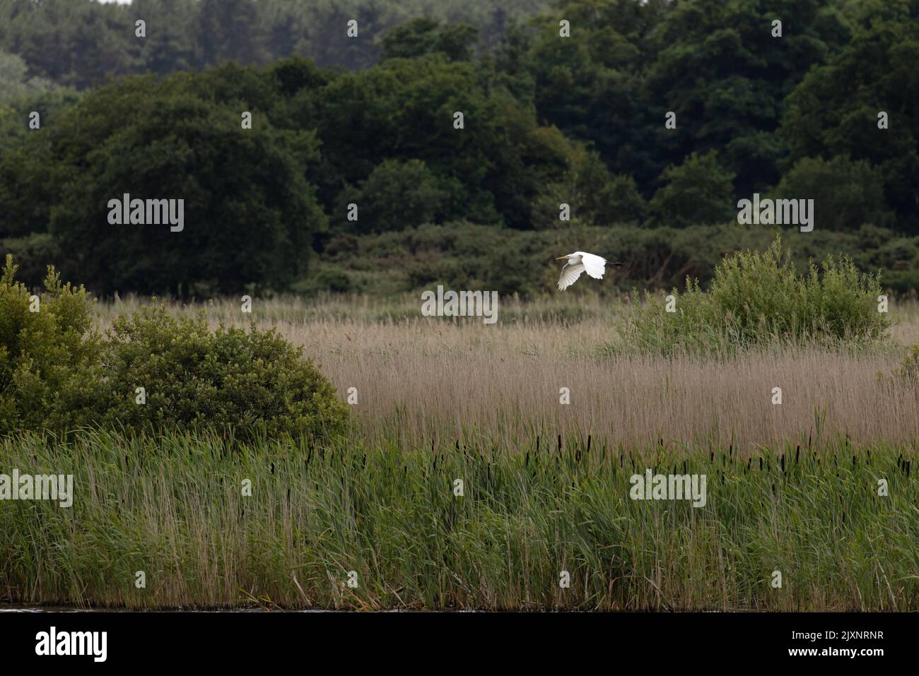 Great (White) (Common) Egret (Ardea alba) flying over habitat Suffolk ...