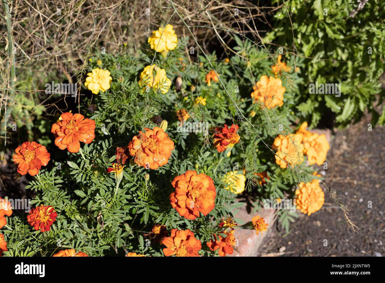 Tagetes patula 'Durango Outback Mix' French marigolds growing next to ...