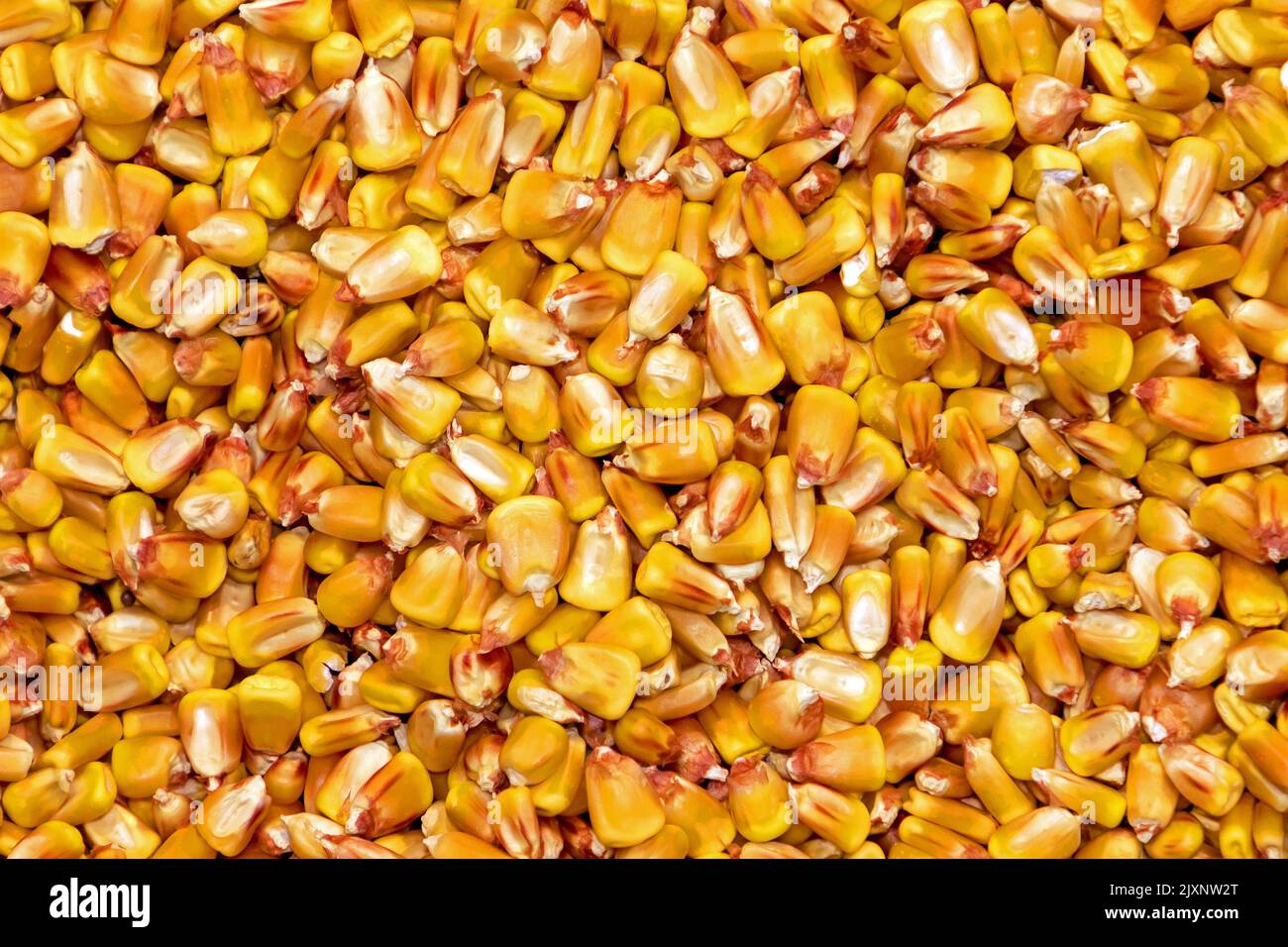 Organic raw corn kernels pile pattern background texture Stock Photo ...