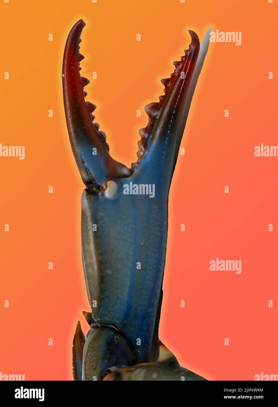 Sharp blue crab claw isolated on orange background Stock Photo - Alamy