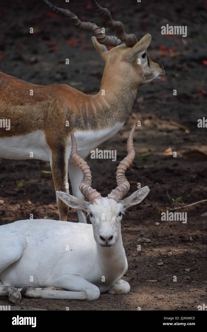 Black buck deer hi-res stock photography and images - Alamy