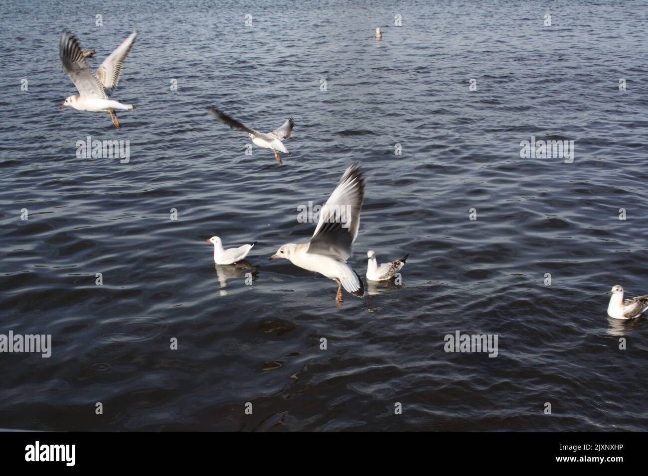 Birds flying seagulls with wild animals with nature and wings hi-res ...