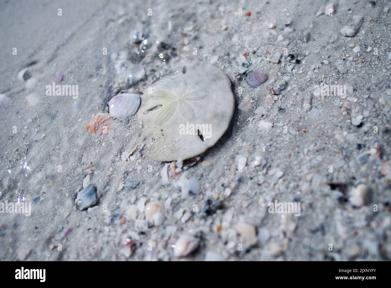 Sanddollar hi-res stock photography and images - Alamy