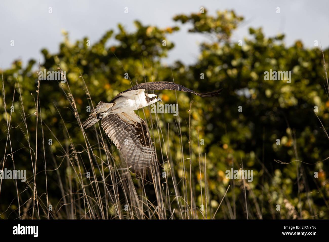 Osprey Flying Wings Out Stock Photo - Alamy