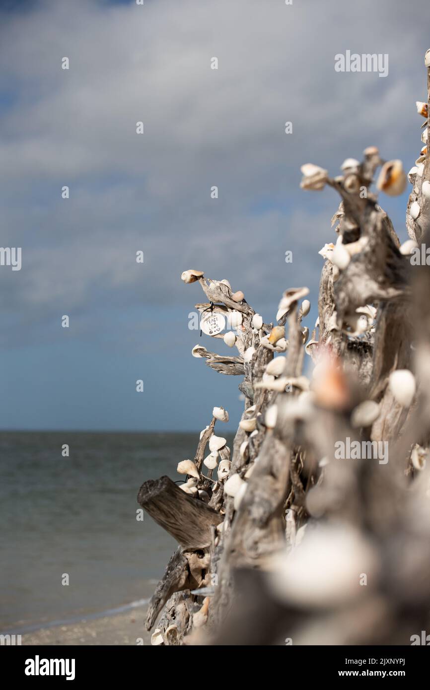 Drift of shells hi-res stock photography and images - Alamy